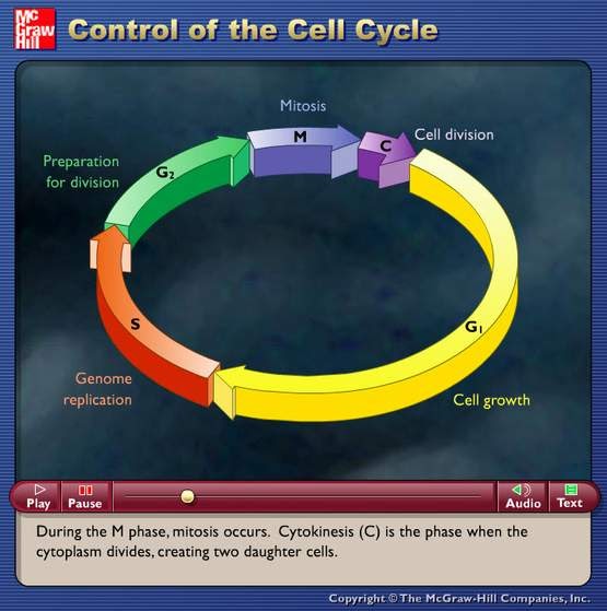 Avibert: Control of the Cell Cycle Animation