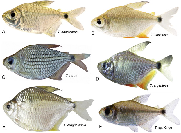 大眼紅鰭銀板燈 Tetragonopterus argenteus