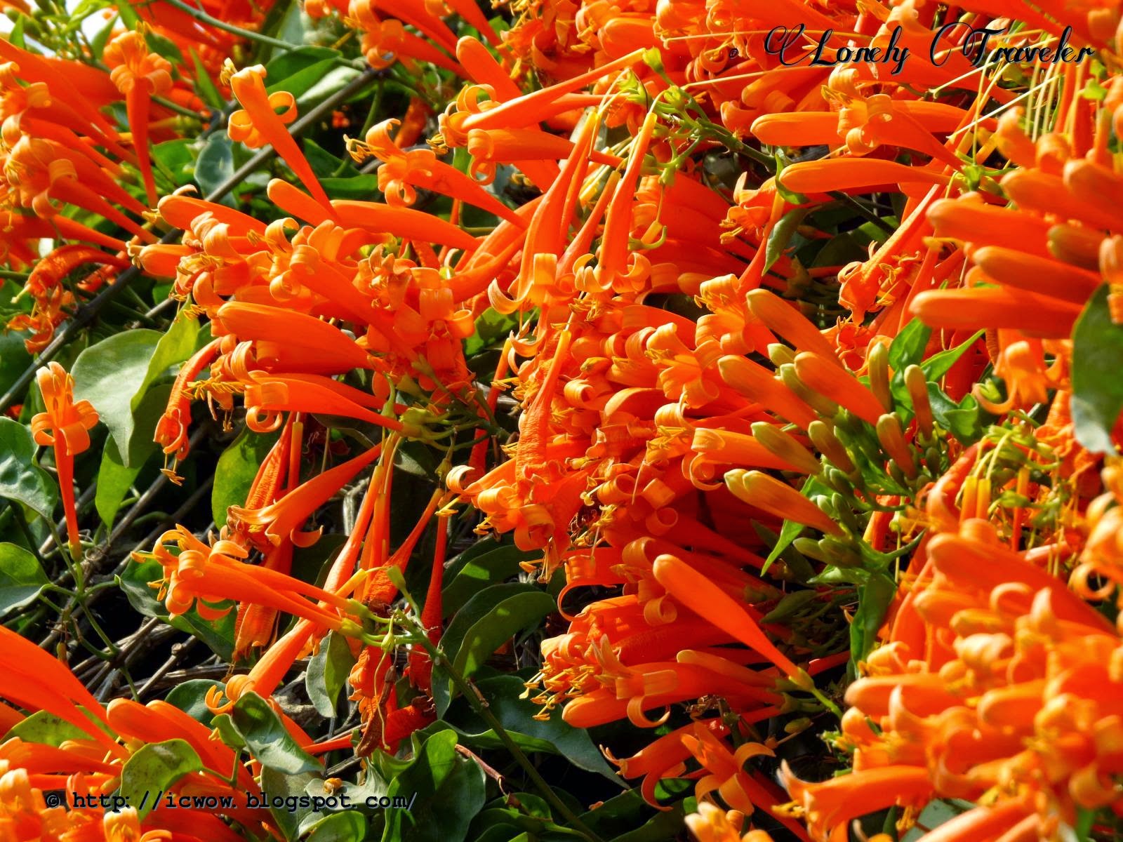 Flaming trumpet - Pyrostegia venusta