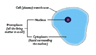 NOTA-NOTA PISMP PJ: Sel dan tisu