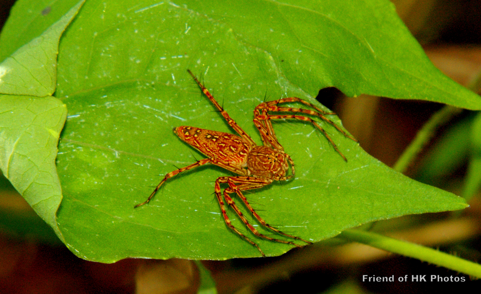 Photographic Wildlife Stories in UK/Hong Kong: Interesting Spiders
