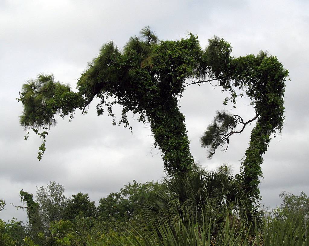 The Day of the Kudzu ~ Kuriositas