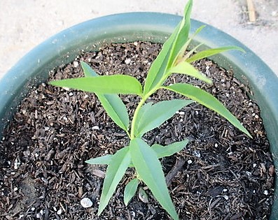 HOW TO GROW A PEACH TREE FROM A STONE? |The Garden of Eaden