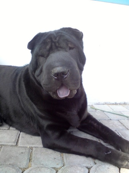 Faltenfreude Shar Pei - Chinesischer Faltenhund: China Fotos