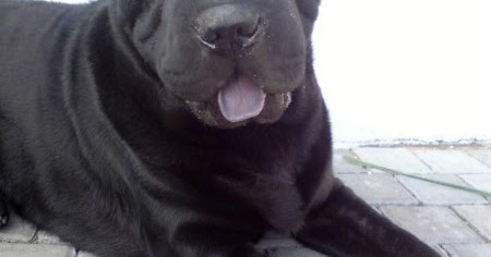 Faltenfreude Shar Pei - Chinesischer Faltenhund: China Fotos