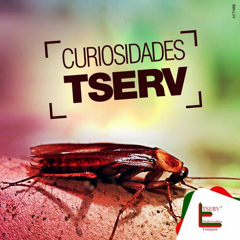 FRANQUEADORA TSERV - RUMO A EUROPA: CURIOSIDADES TSERV