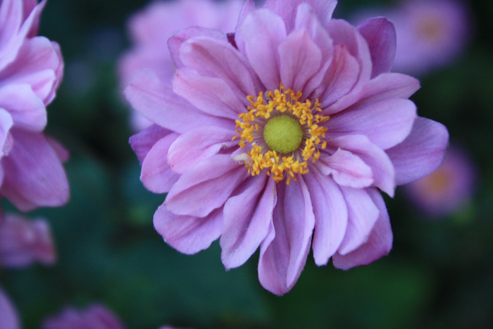 MIDWEST GROUNDCOVERS Display Gardens & Plant Trials: Fall Colors in ...