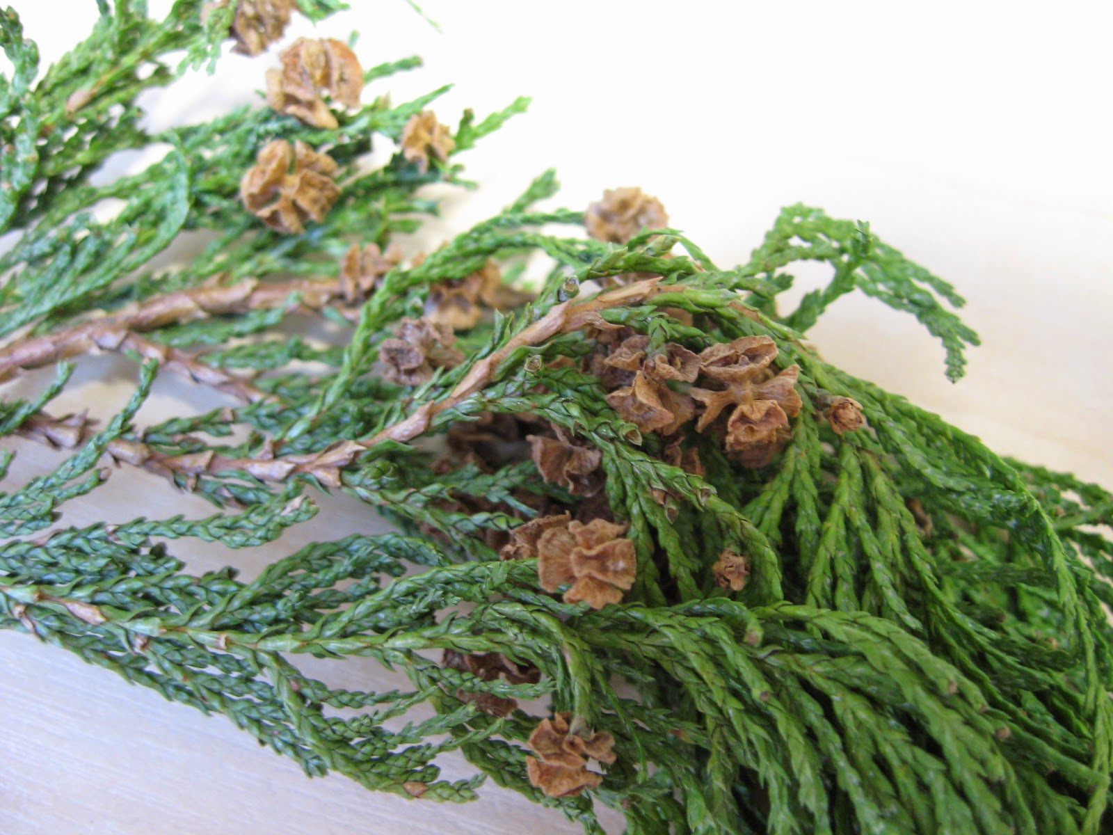 Leenu õpib taimi: Okaspuude oksad