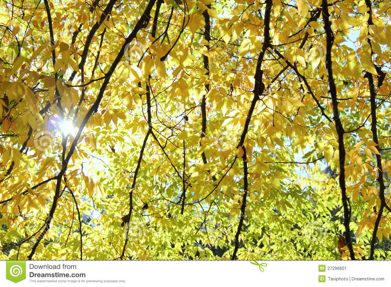 French Vocabulary Illustrated: tamiser