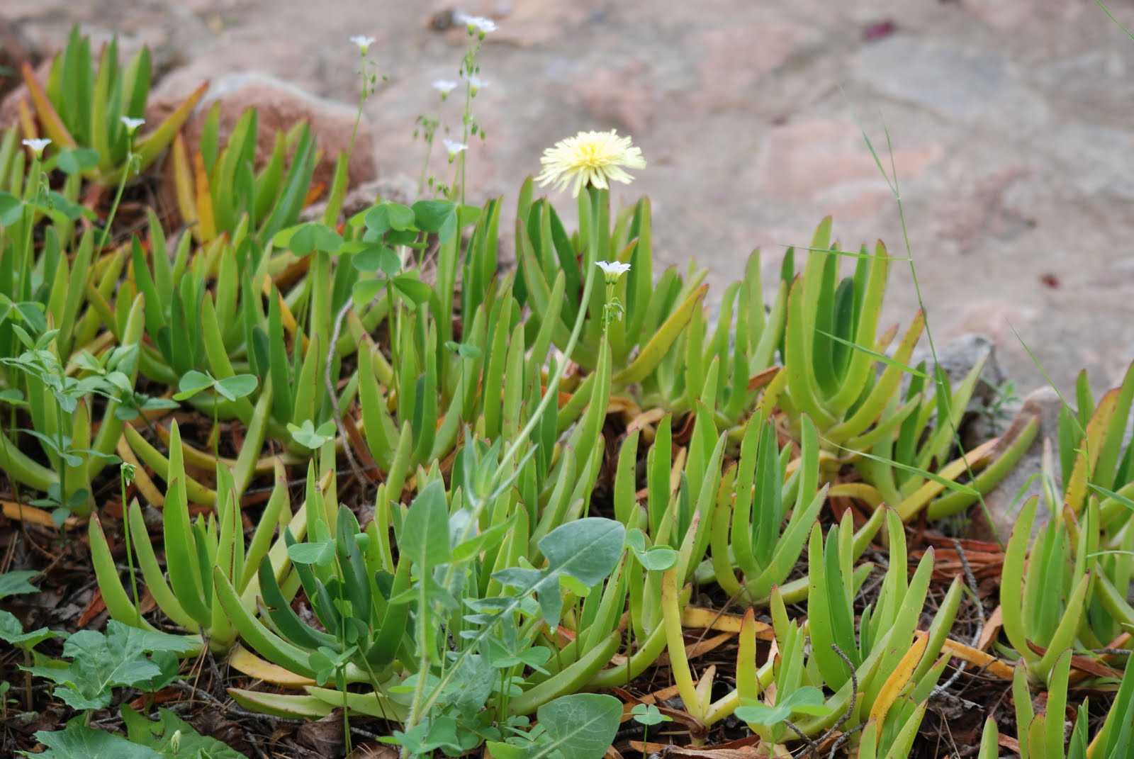 Asociacion Chi de Andalucia: DIENTES DE LEON