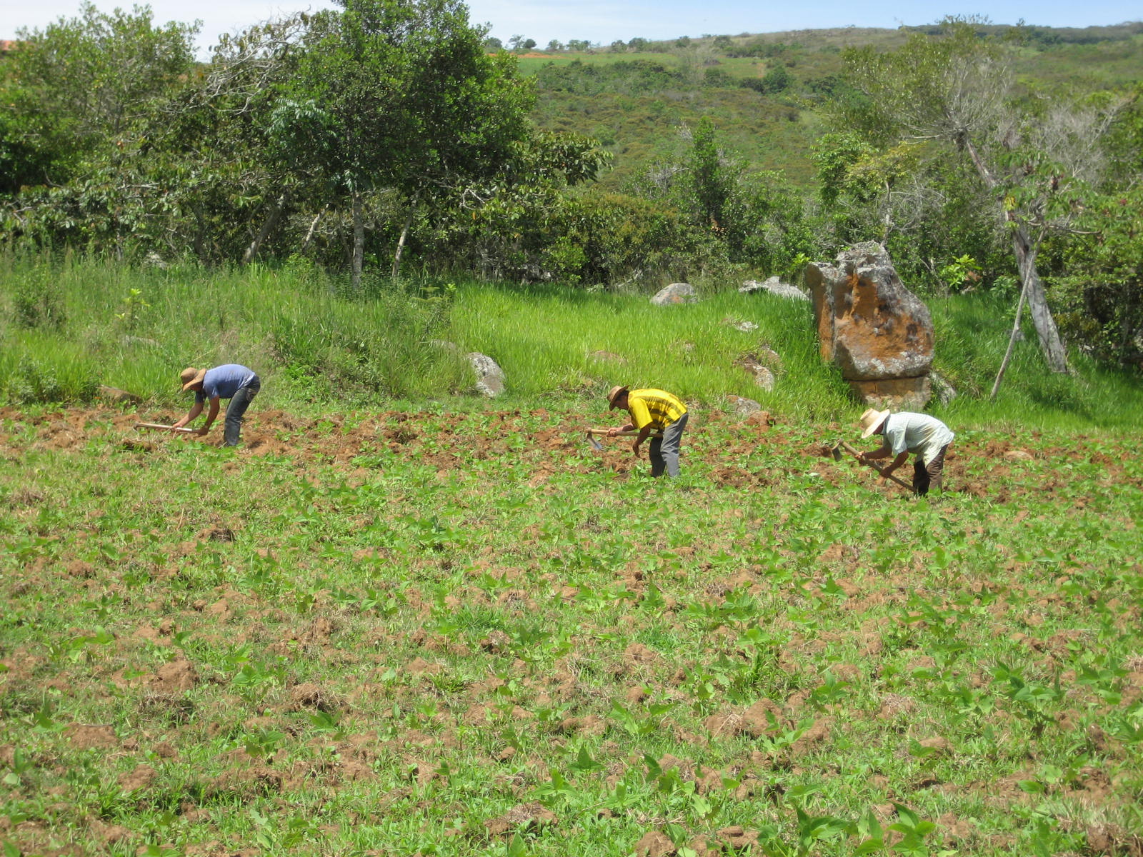 B a r i c h a r e a n d o: desyerbando