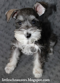 Schnauzer Paradise: Gallery