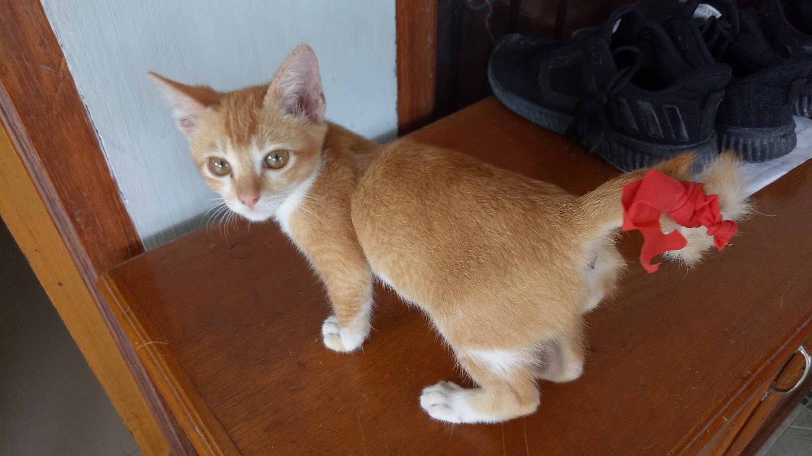 Kuyimuct-Yell: KUYI, Kucing comel imut unyu unch unch lope lope kuykuy ...