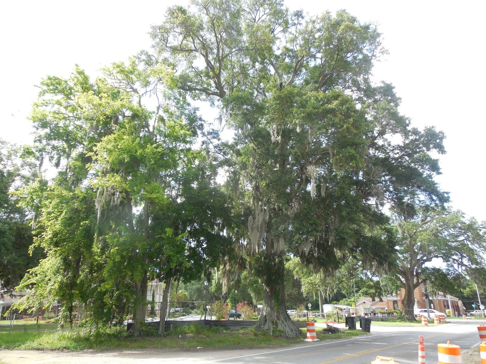 Mayor's Corner: What is a Grand Tree?