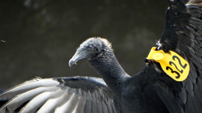 Lima: Gallinazos equipados con GoPro para detectar basura en Lima ...