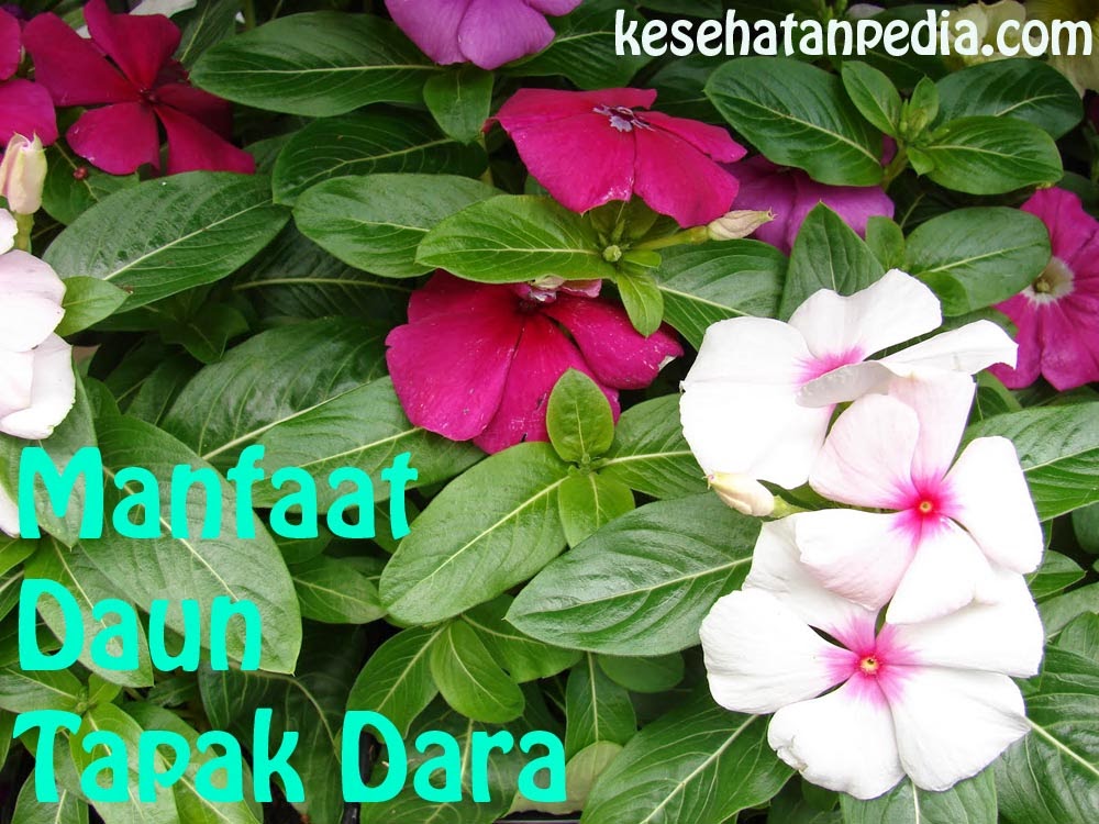 Manfaat Daun Tapak Dara bagi Kesehatan - kesehatanpedia