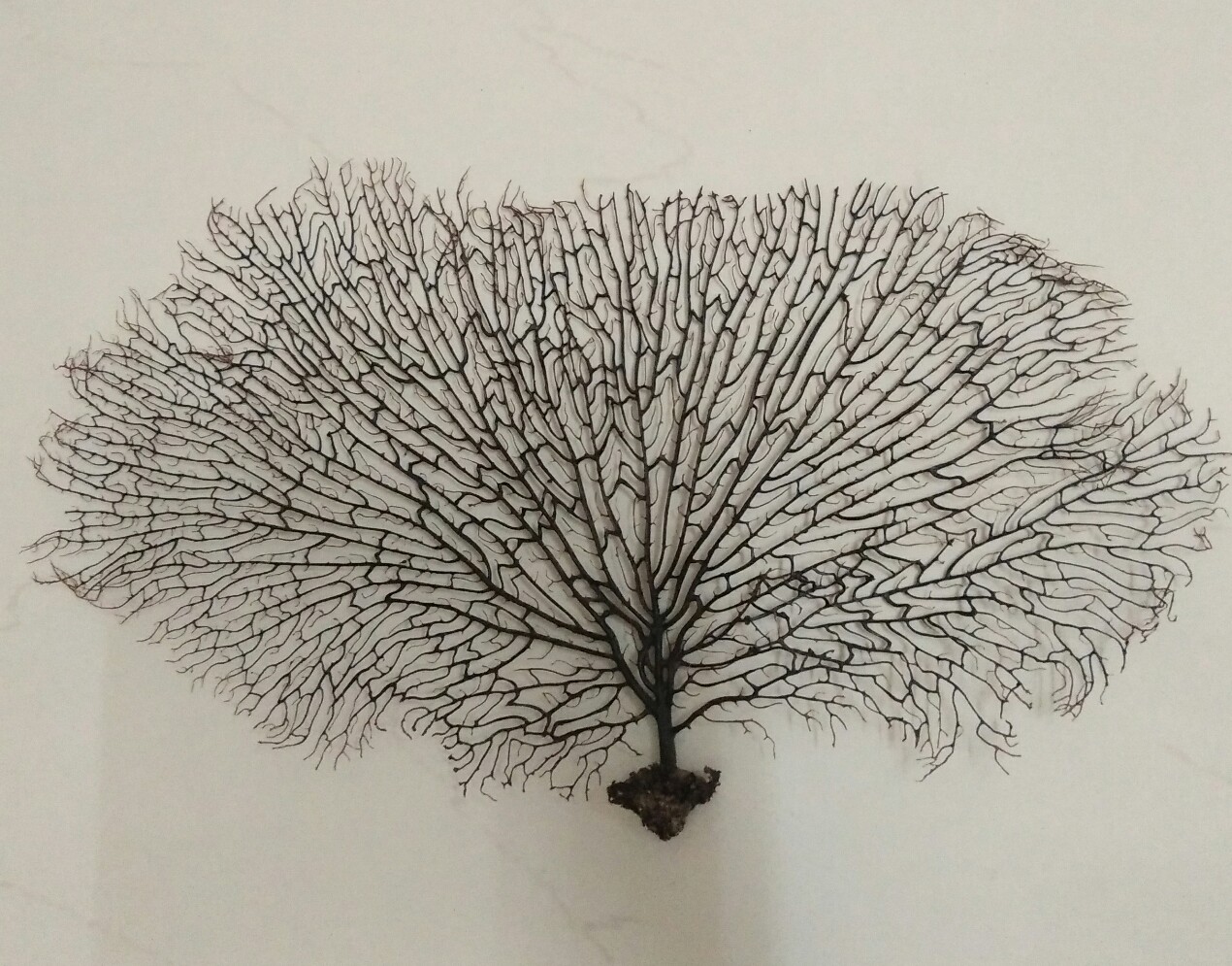 Maha Indrajaal | Indrajal