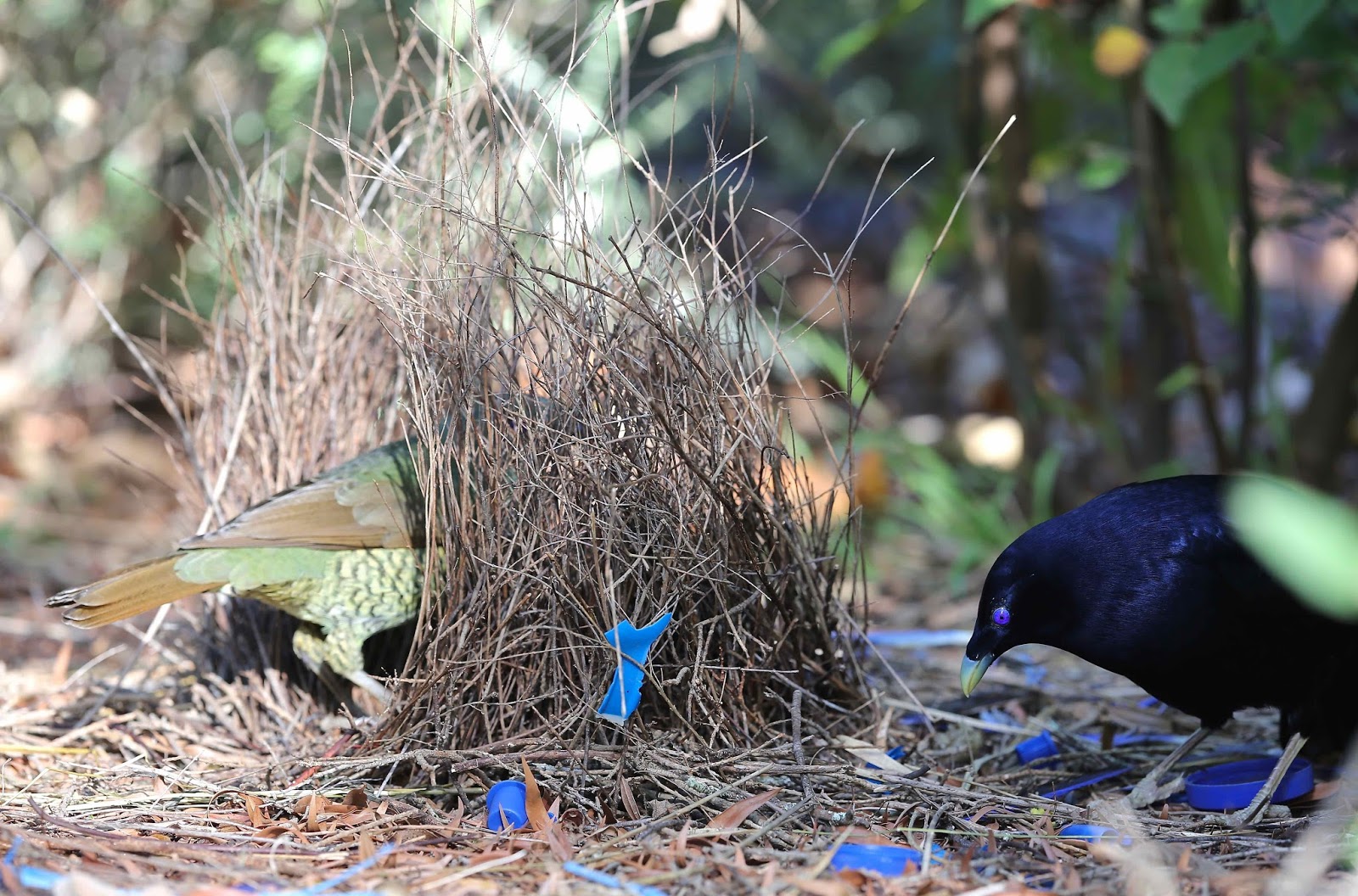 Avithera: Satin Bowerbirds