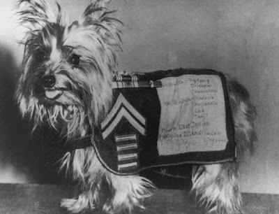 Smoky the Yorkshire Terrier - War Dog Hero | Australian Dog Lover