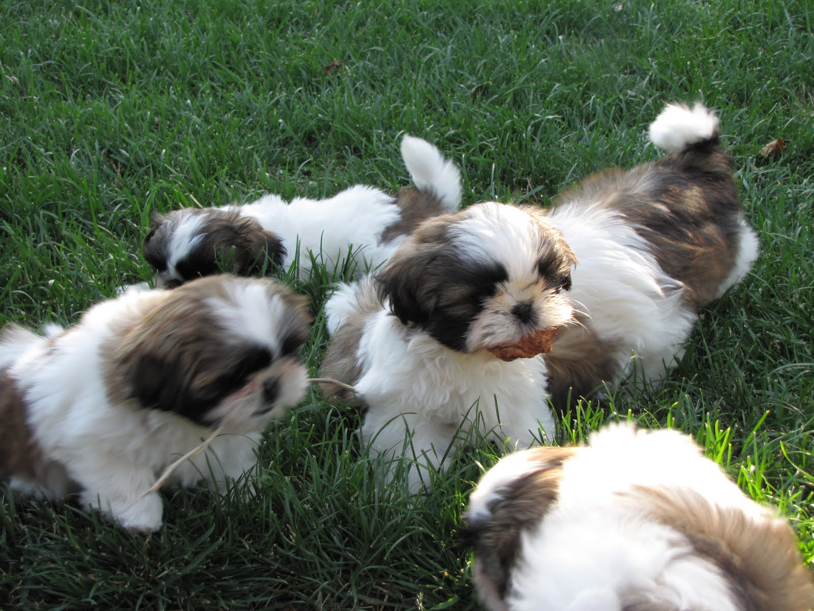 Amitzu Shih Tzu: Puppy News!
