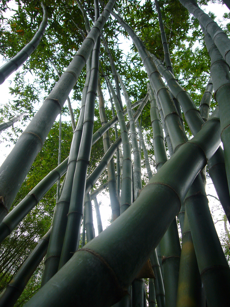 Bamboo Trees | Bamboo Valance Photo