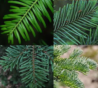 Northwest Conifer Connections: Focus on Firs