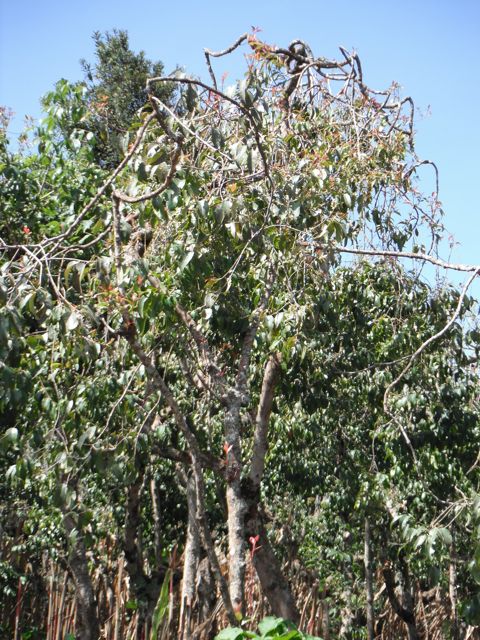 Meru, Kenya: Lari, Meru University and Kiserian.