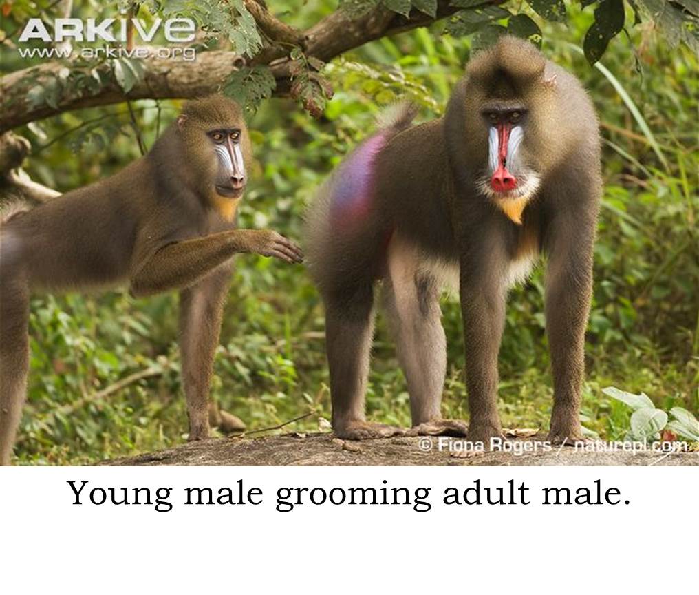 The Mermaid's Tale: The Evolution of Buttfaces Explained