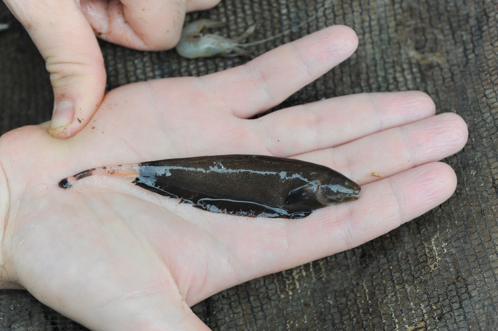 Expedição ao Pantanal ~ Nature Planet