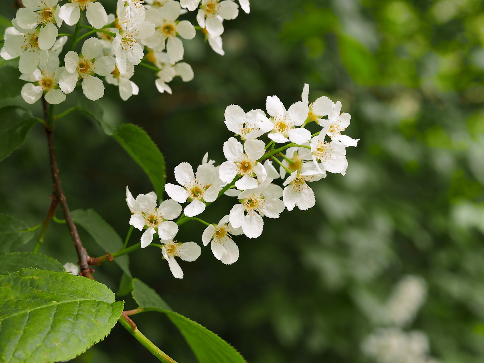 Retkiä kasvimaailmaan: Tuomi