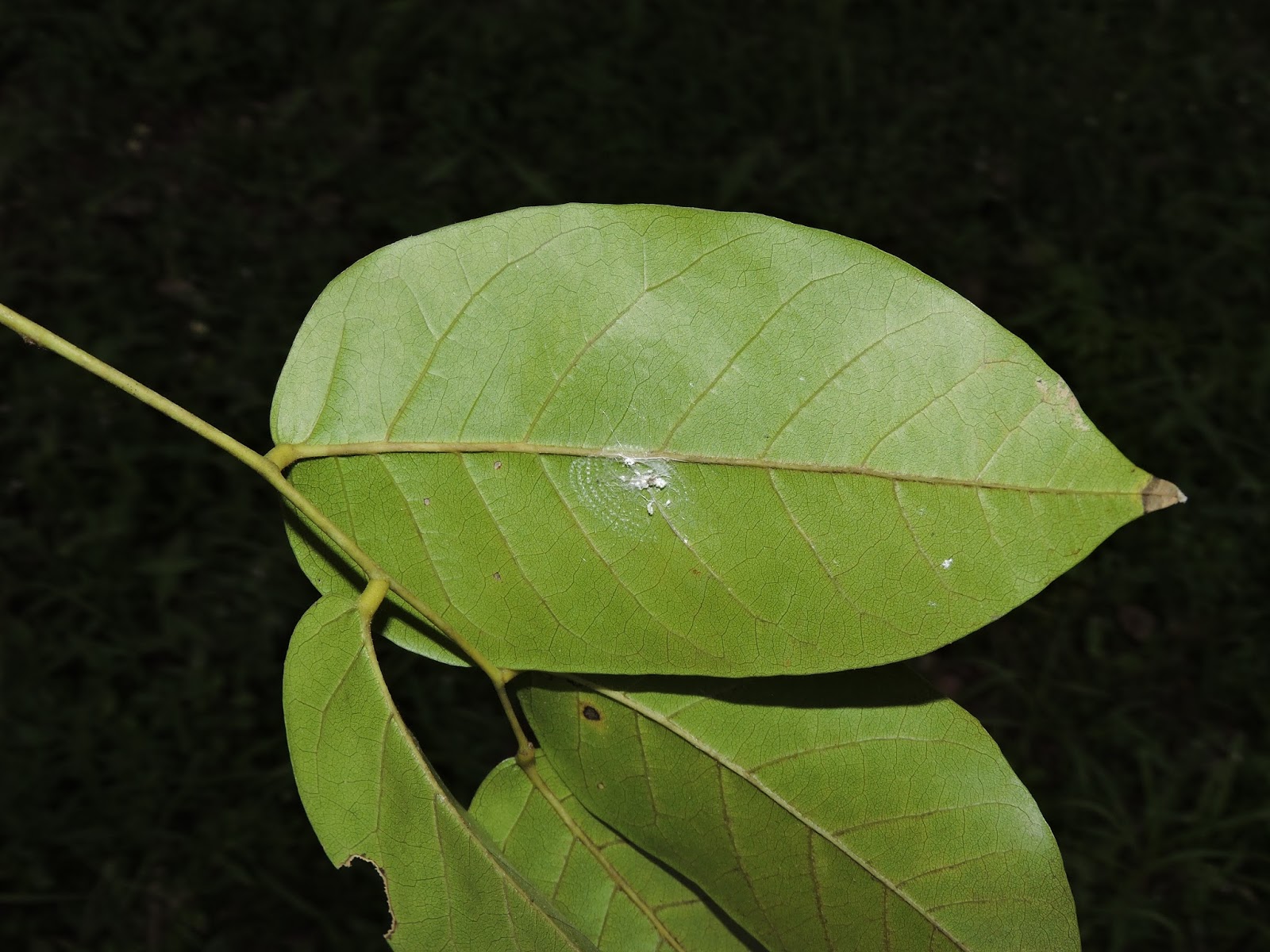 Fabaceae - Leguminosae no Brasil: Fabaceae - Poecilanthe grandiflora ...