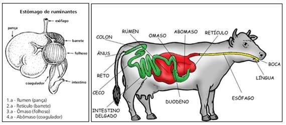Comparando e Aprendendo!: Sistema digestório e seus mecanismos: humanos ...