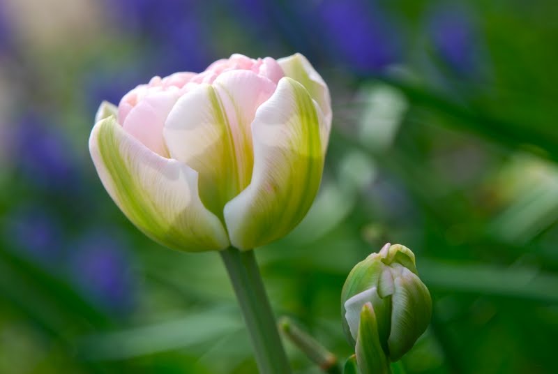 Wife, Mother, Gardener: The changing moods of Tulipa 'Angelique'