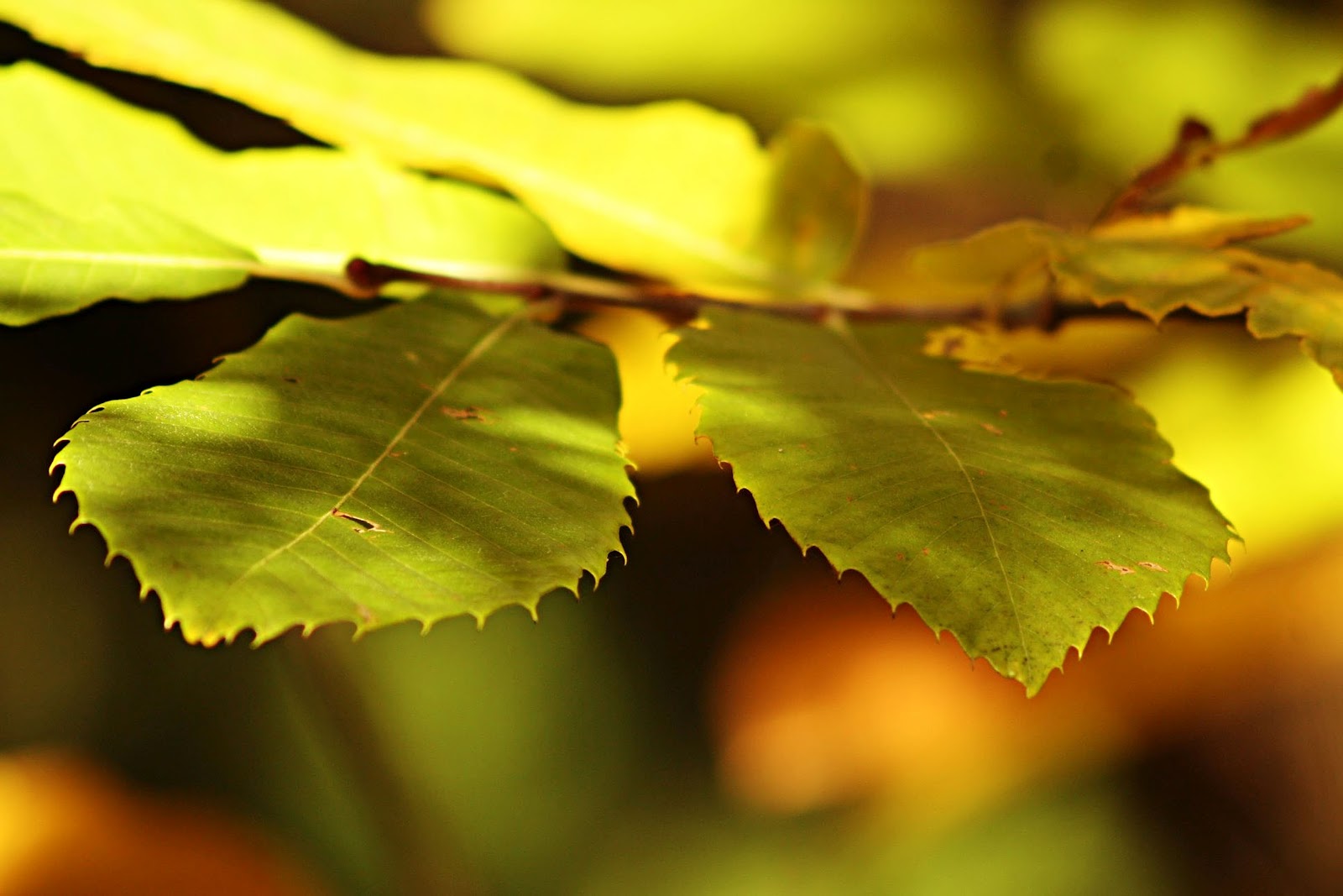 13 Natural Textures | ibjennyjenny photography and free resources