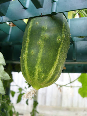 Ernie and I: Cube-cumber!