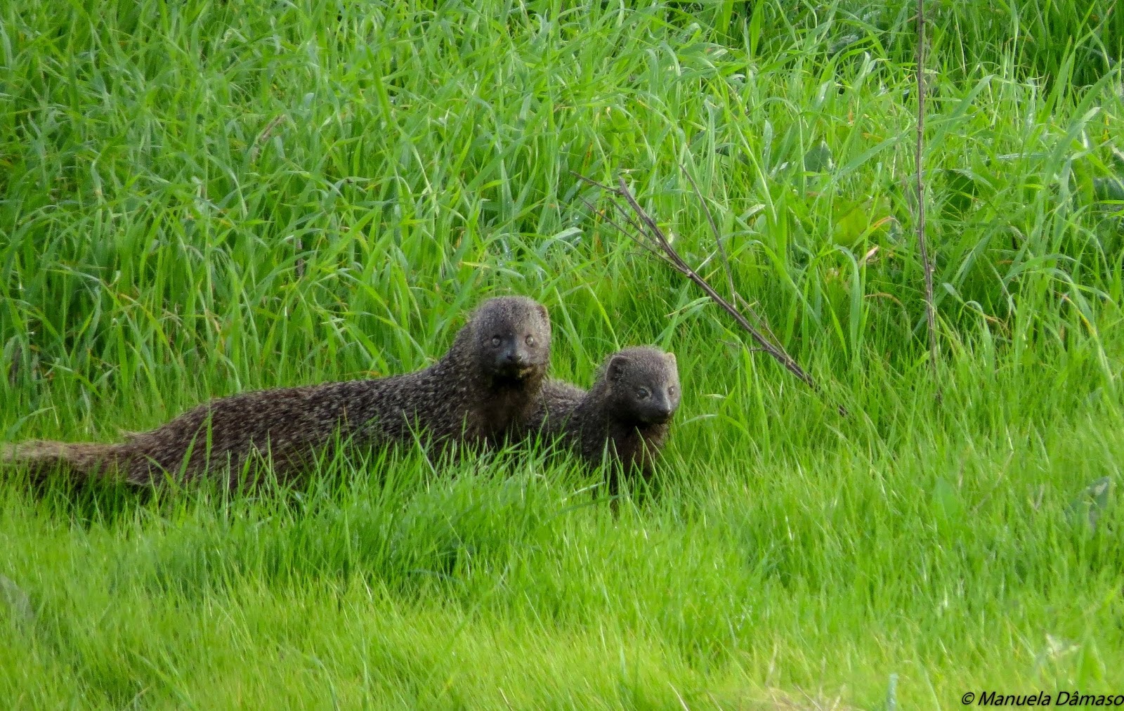 Voando na Natureza: Saca-rabos