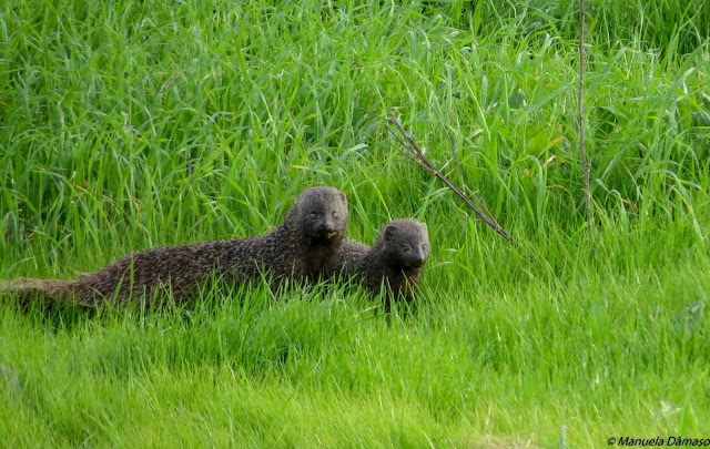 Voando na Natureza: Saca-rabos