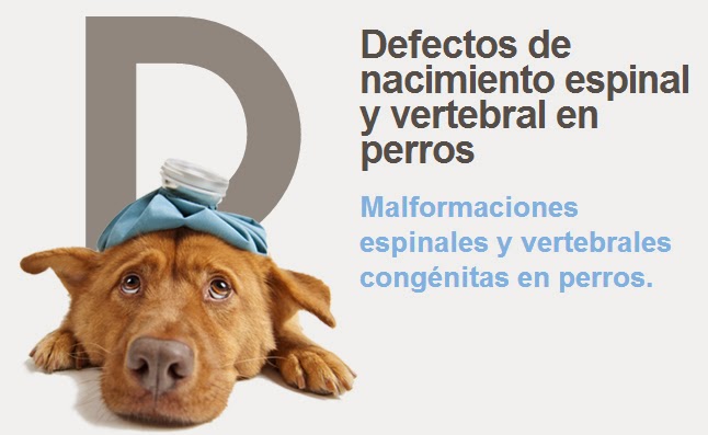 +que4patas: DEFECTOS DE NACIMIENTO ESPINAL Y VERTEBRAL EN PERROS