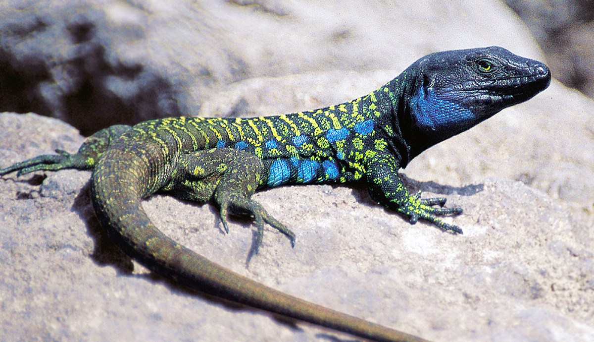 Lagarto Tizón