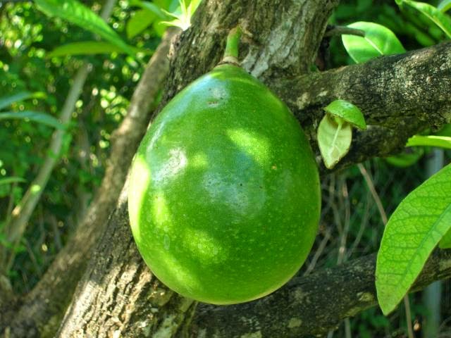 Reforestation and the Medicinal Uses of Trees -Liliana Usvat Research ...