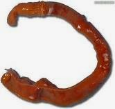 research: FILLUM ACRANIATA (PROCORDATA)