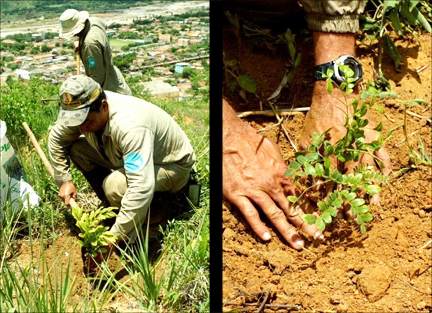 Incredible Pictures Of 20-Year Reforestation Project Of More Than 2.7 ...