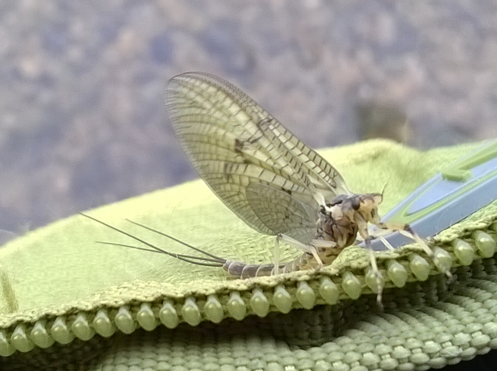 1WomanFlyFishing: Emerging mayfly