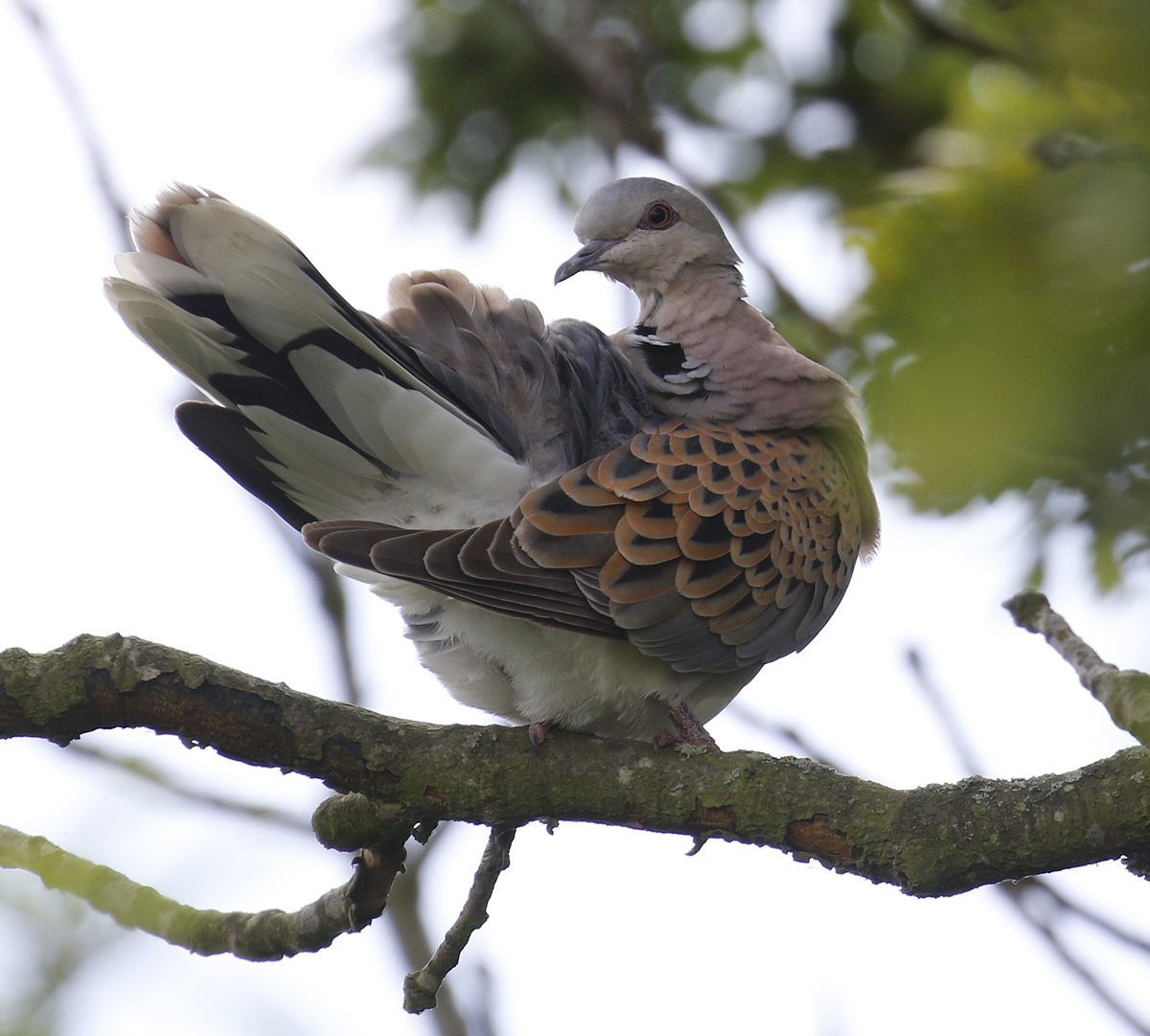 Black Audi Birding: The Dove from Above 27th June 2016