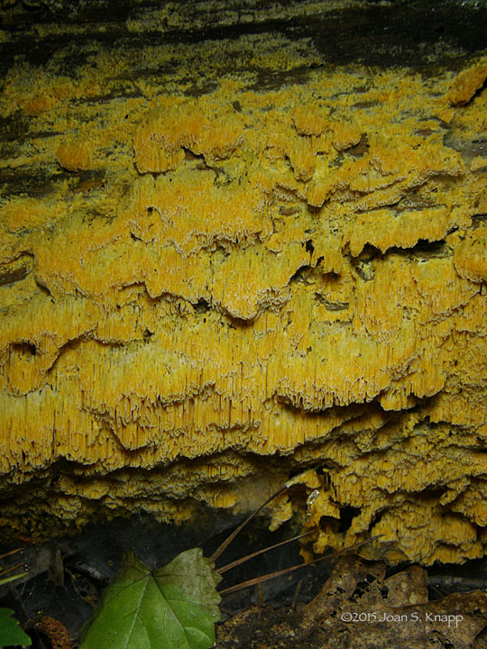 Anybody Seen My Focus?: Orange Sponge Polypore (Pycnoporellus alboluteus)?