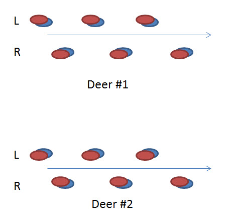 Determine Sex of Deer from Tracks