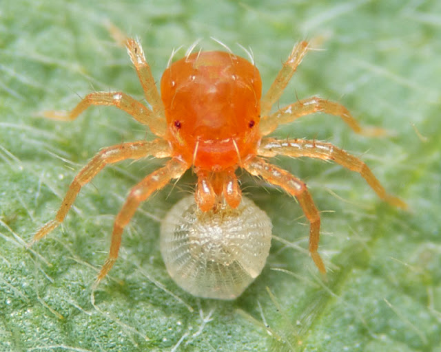 ムシをデザインしたのはダレ？: ハモリダニ科 の1種