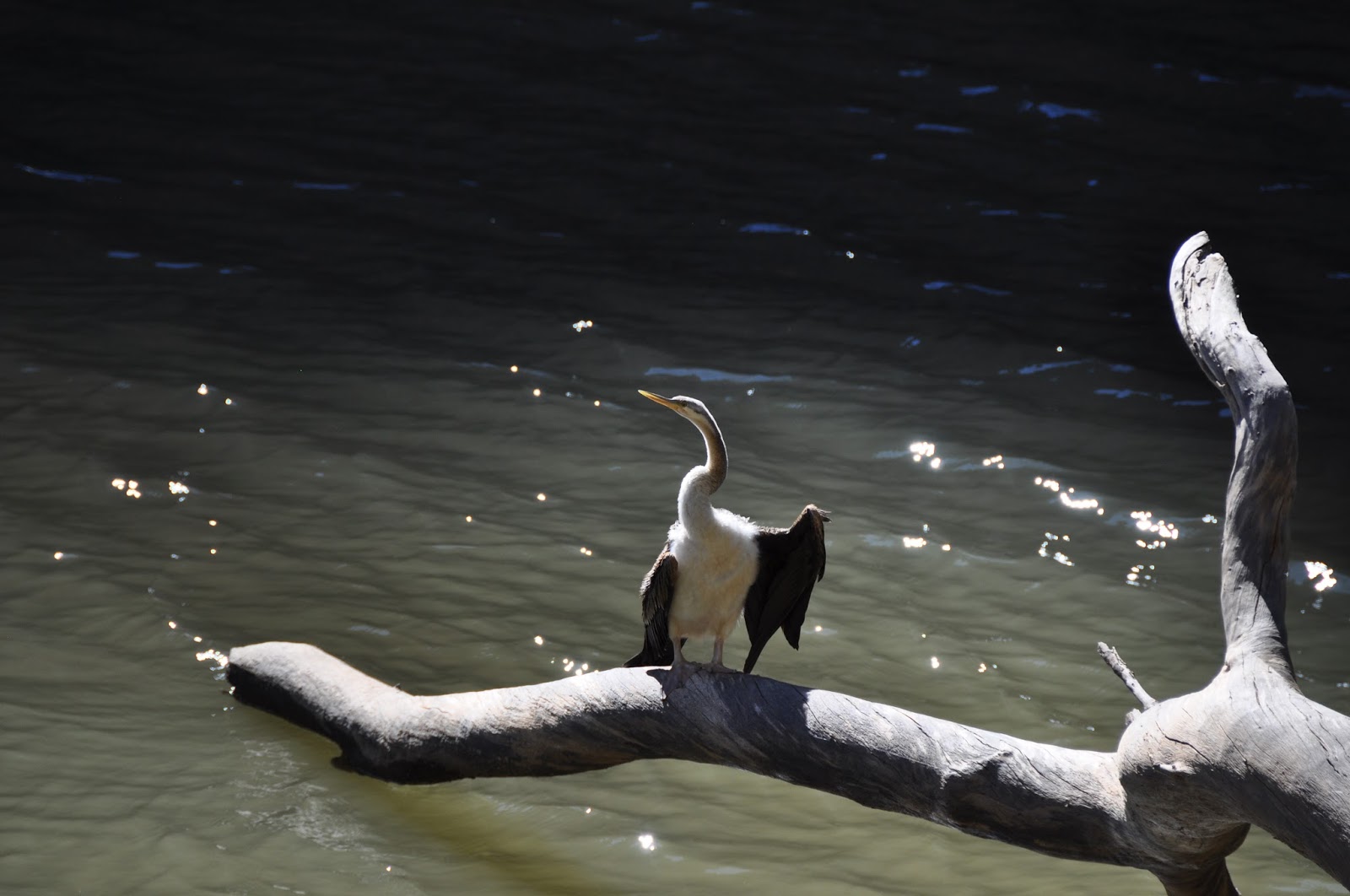 BarbaraTVan: BARBARA'S KIMBERLEY ADVENTURE - WALCOTT INLET TO GIBB ...