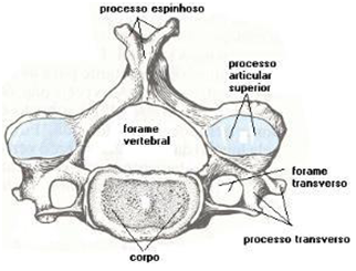 Laboratório de Anatomia: Coluna Vertebral