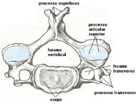 Laboratório de Anatomia: Coluna Vertebral